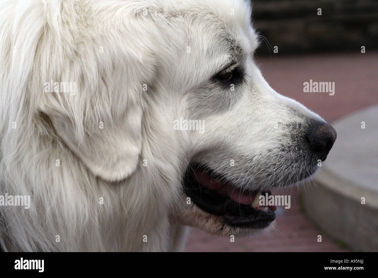 White Dog animal Stock Photo - Alamy