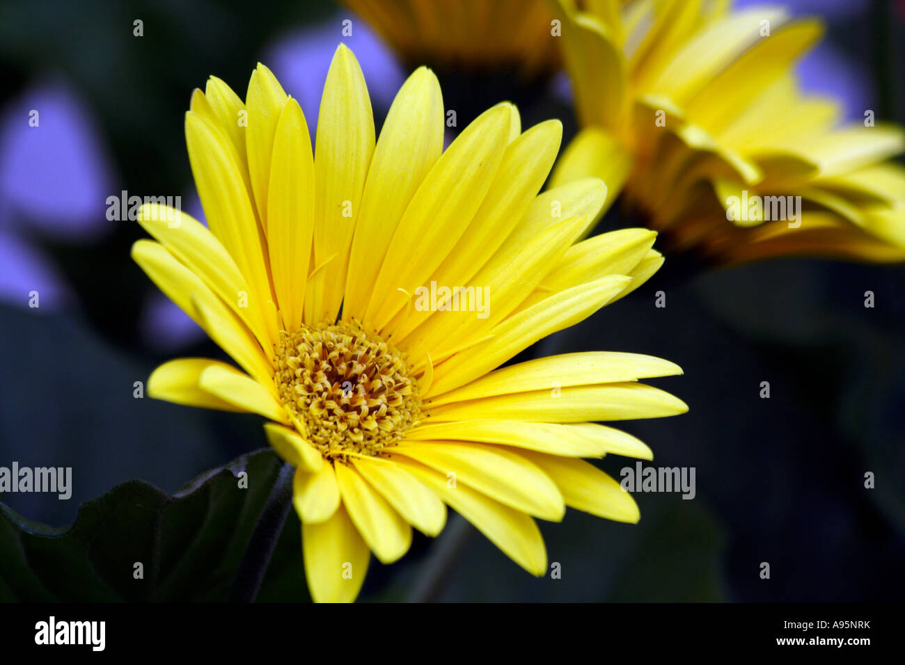 Yellow Gerbera Stock Photo - Alamy