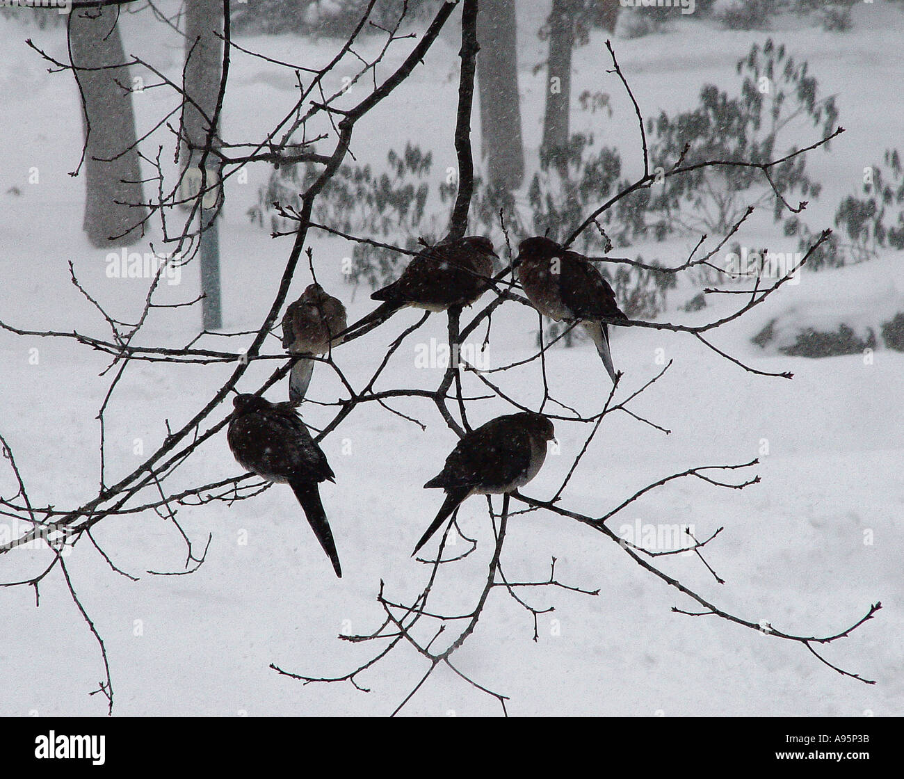 birds sitting on a tree in a heavy snowfall in Massachusetts USA Stock ...
