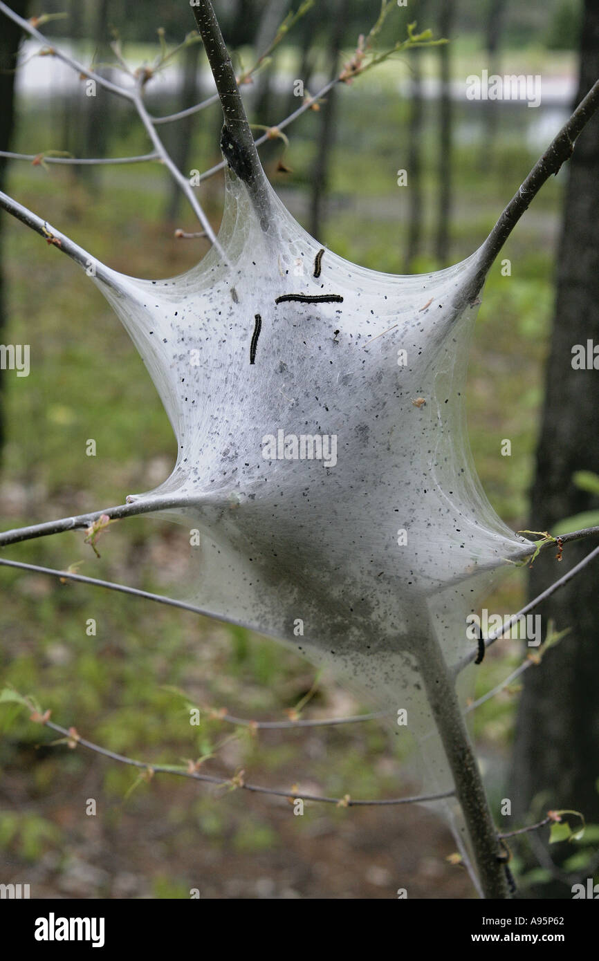 caterpillar moth web tent in Massachusetts USA Stock Photo - Alamy