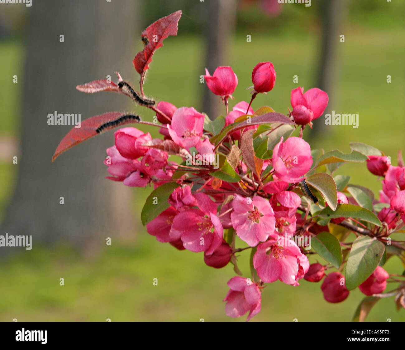 Worms eating Tree Flowers Stock Photo - Alamy