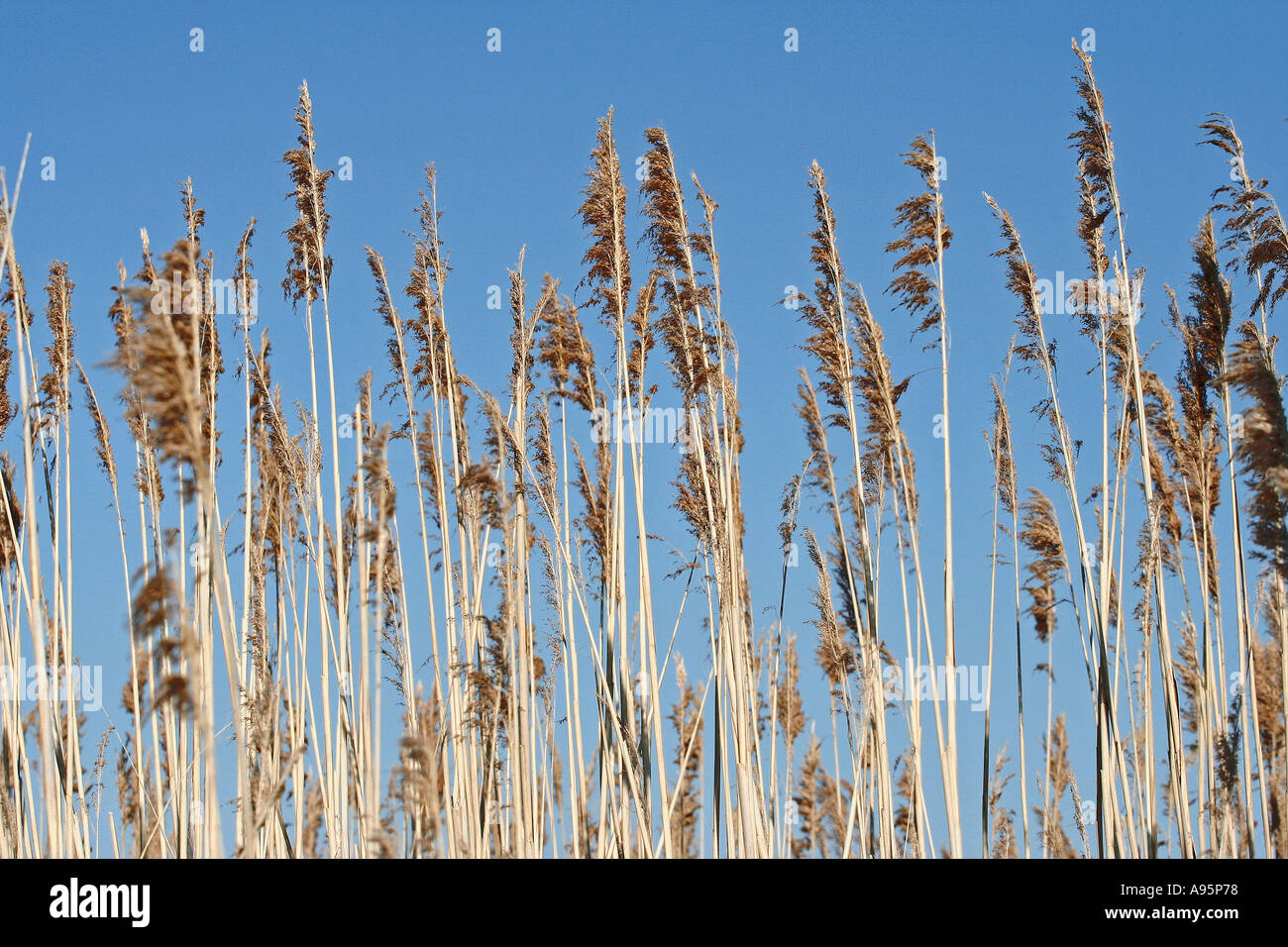 Saltmarsh cordgrass hi-res stock photography and images - Alamy