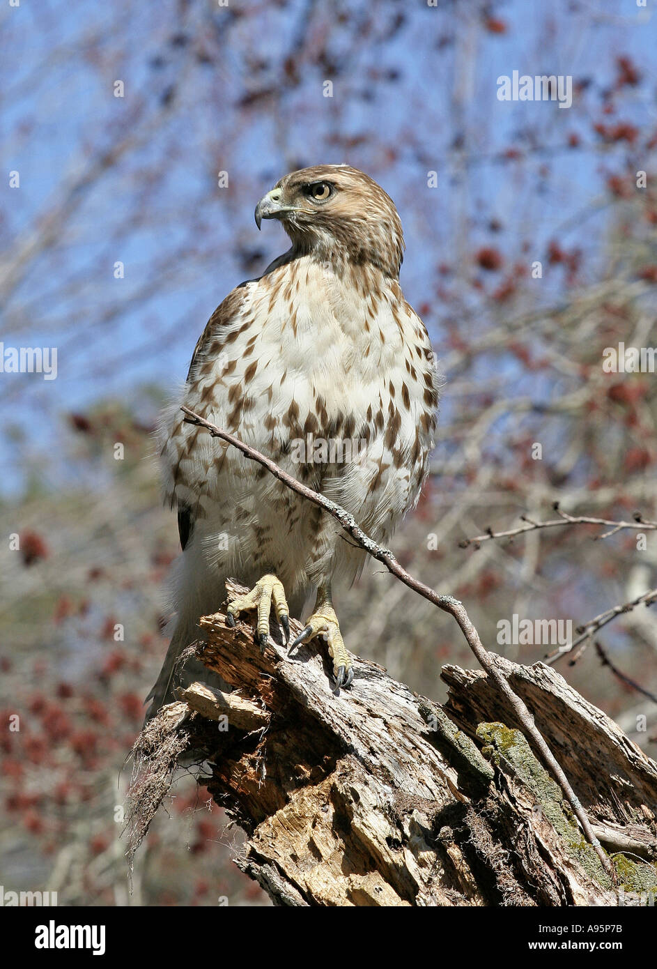 Osprey Fish Hawk sitting on a tree in Fort Hill Cape Cod National ...