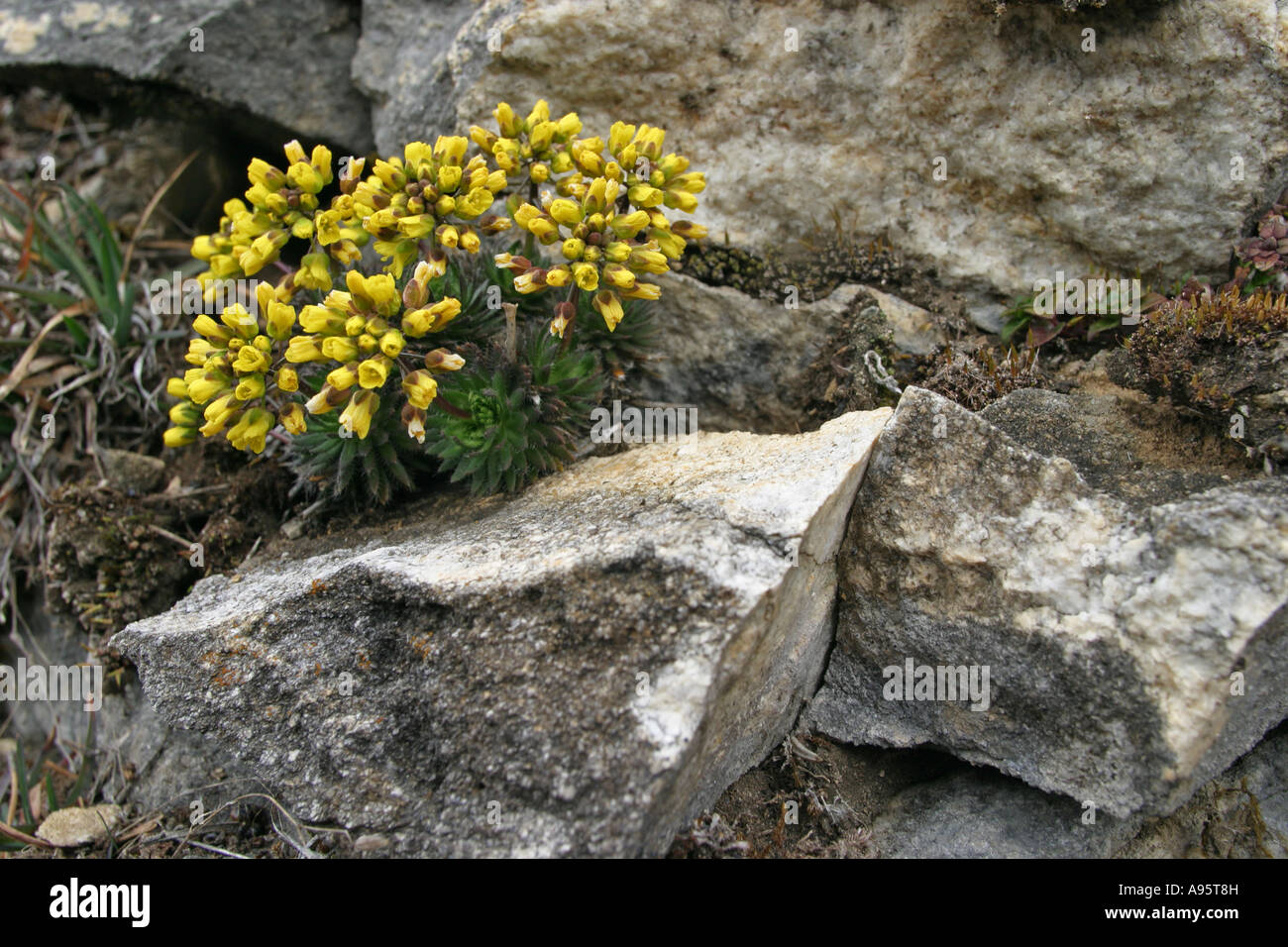 Draba lasiocarpa, whitlow-grass, spring mountain perennial plant, rocky ...