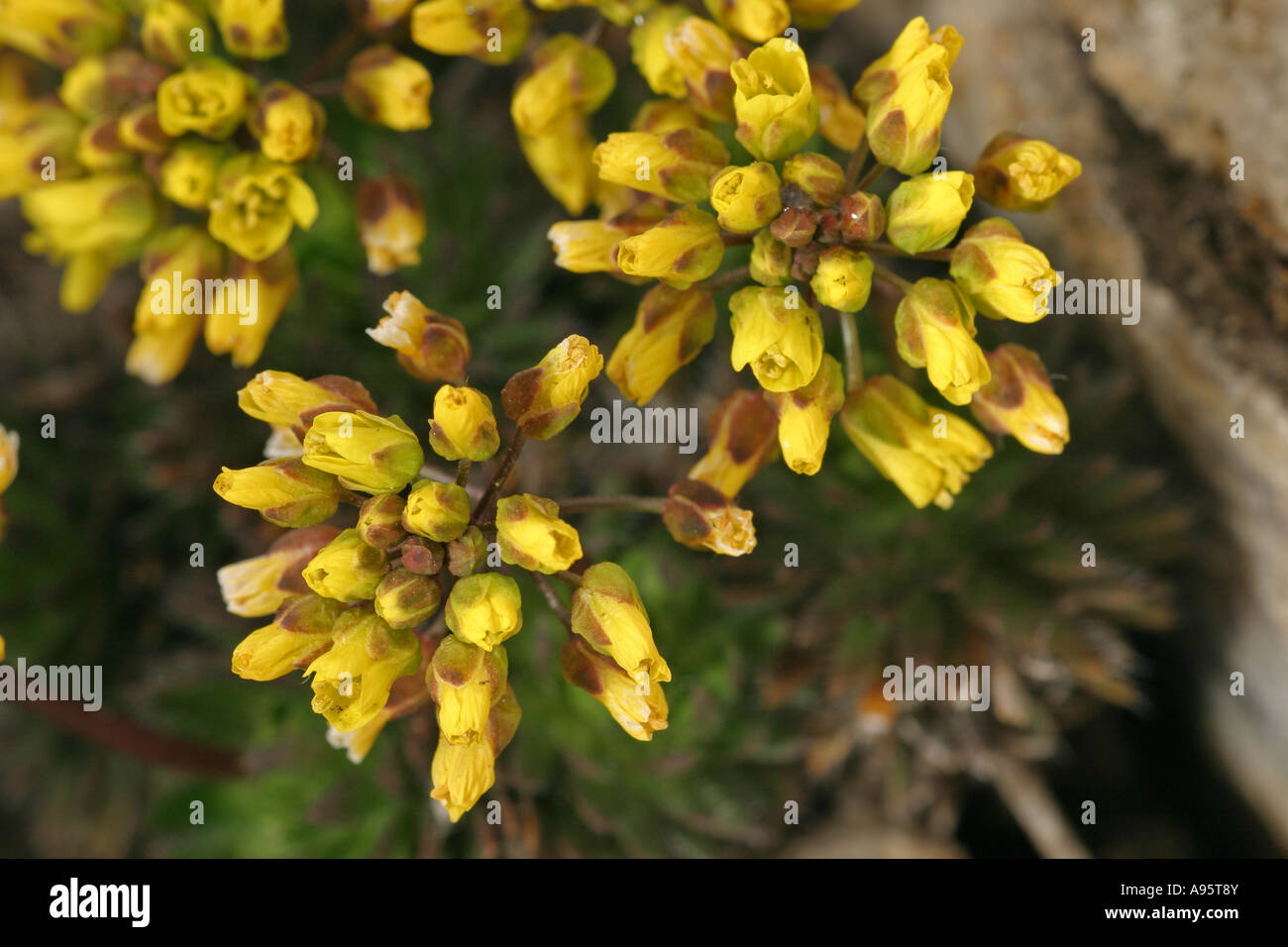 Draba lasiocarpa, whitlow-grass, spring mountain perennial plant ...