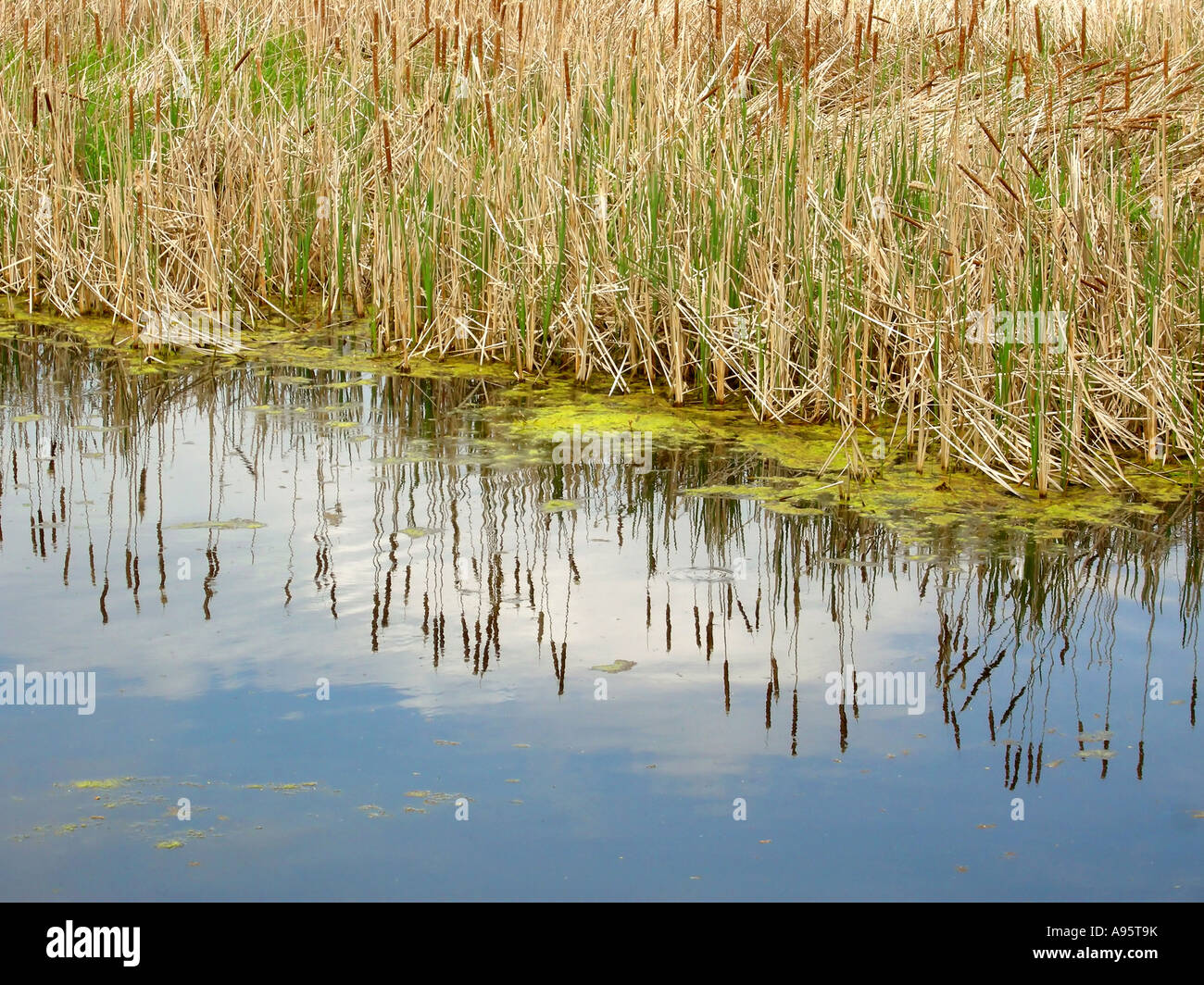 Wetland Cattail Reflection Stock Photo - Alamy