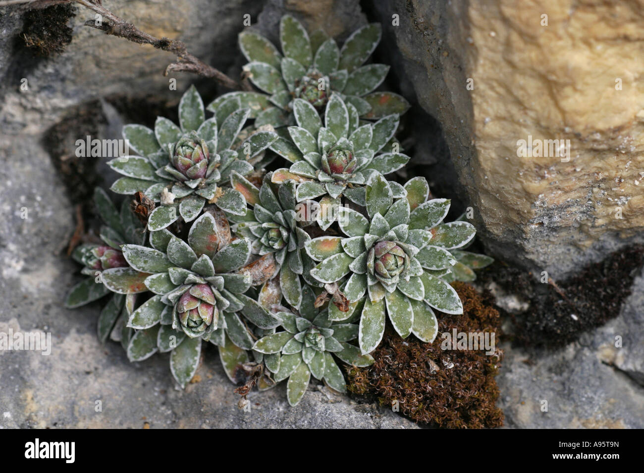 Rosette plant flower hi-res stock photography and images - Alamy