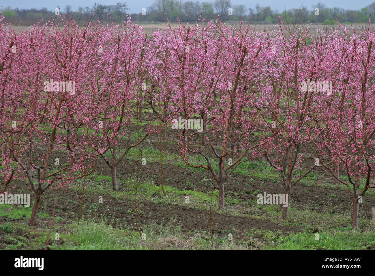 Landscape with flowering peach-trees. Bulgaria Stock Photo - Alamy