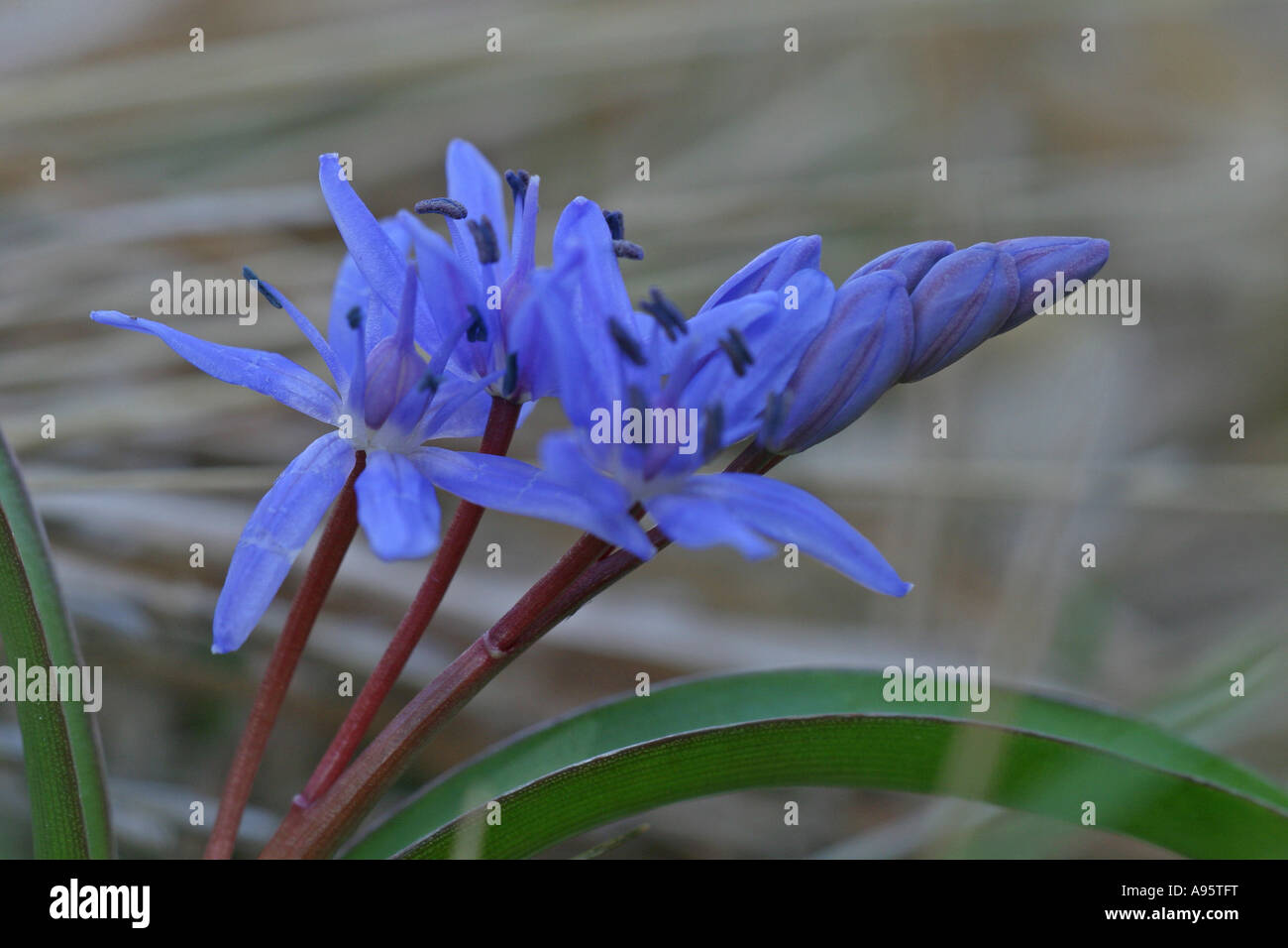 Scilla bifolia alpine squill hi-res stock photography and images - Alamy
