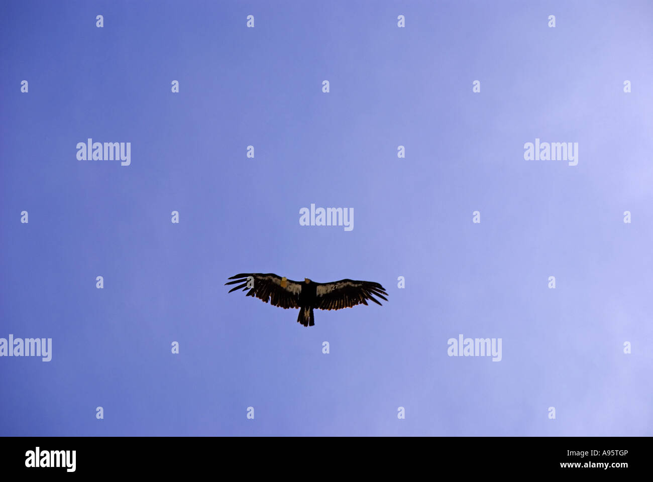 californian condor in flight over the grand canyon Arizona Stock Photo ...