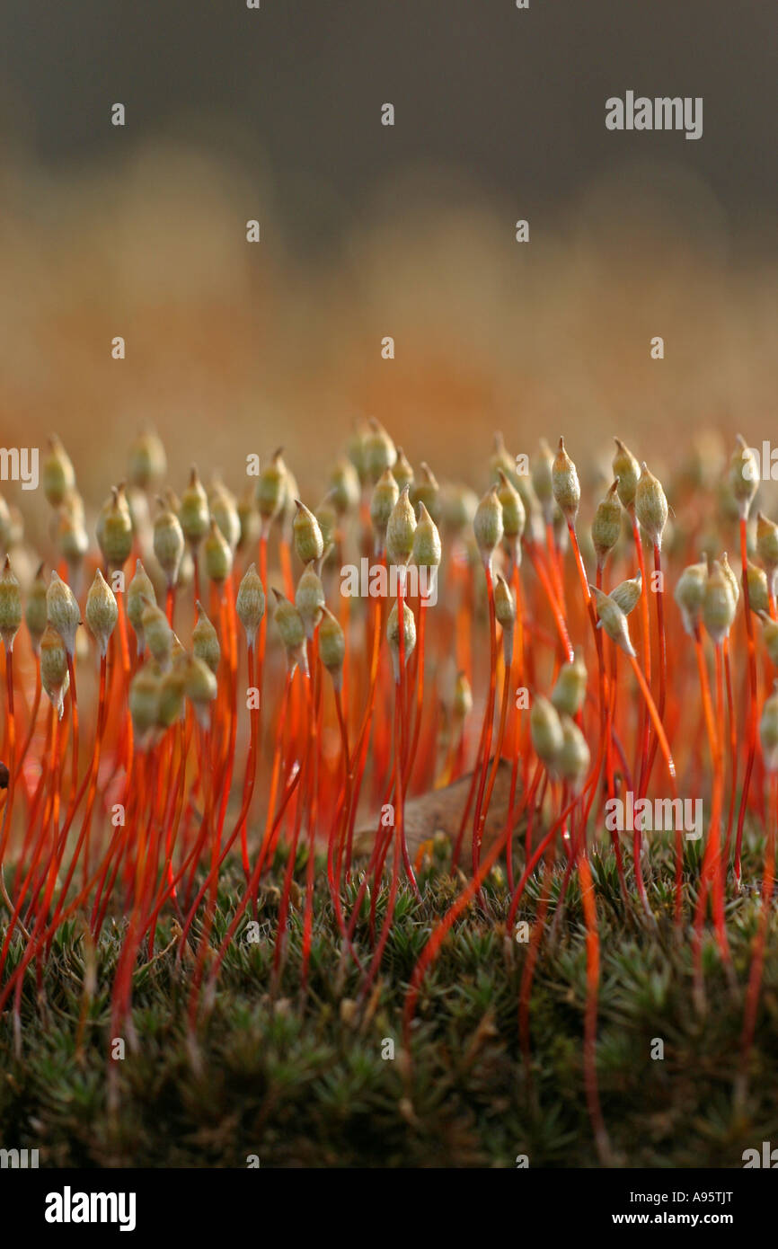Mosses bryophyta hi-res stock photography and images - Alamy