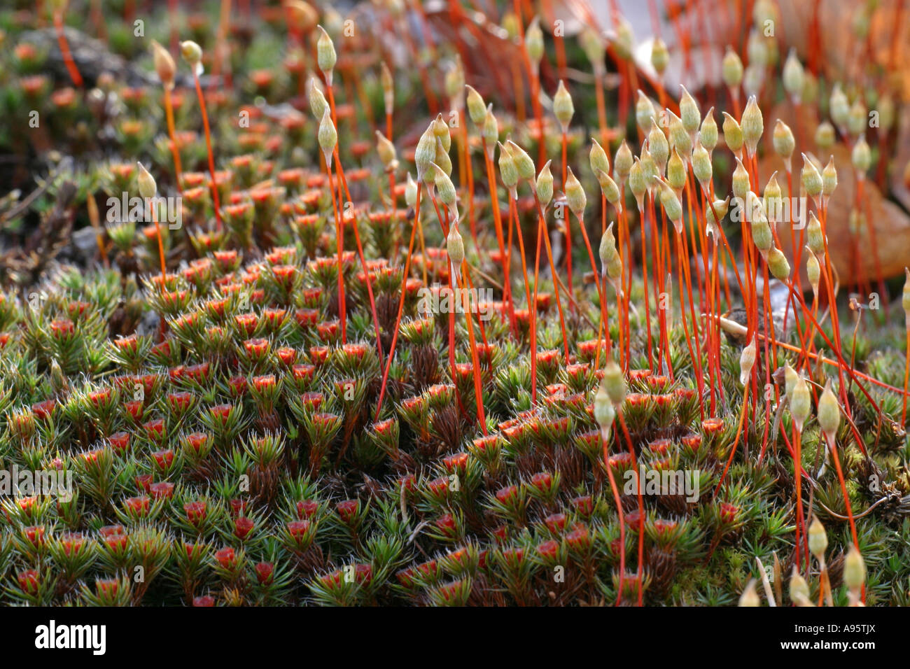 Mosses bryophyta hi-res stock photography and images - Alamy