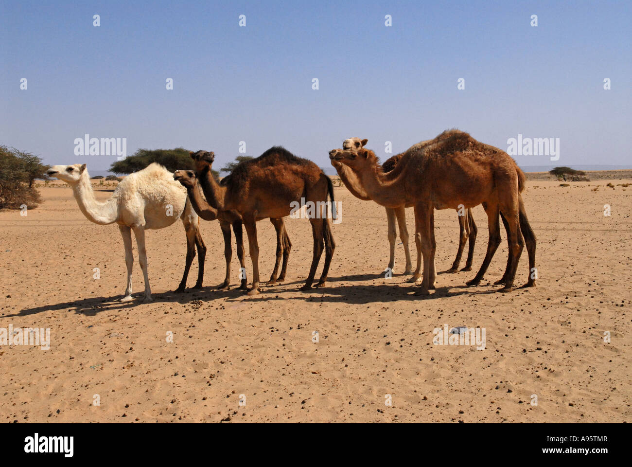 Desert climate change animals hi-res stock photography and images - Alamy