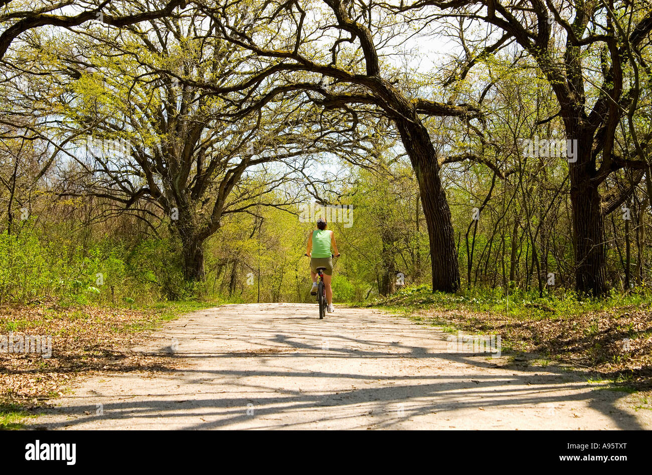 Arched Trees over Bicycle Trail Stock Photo - Alamy