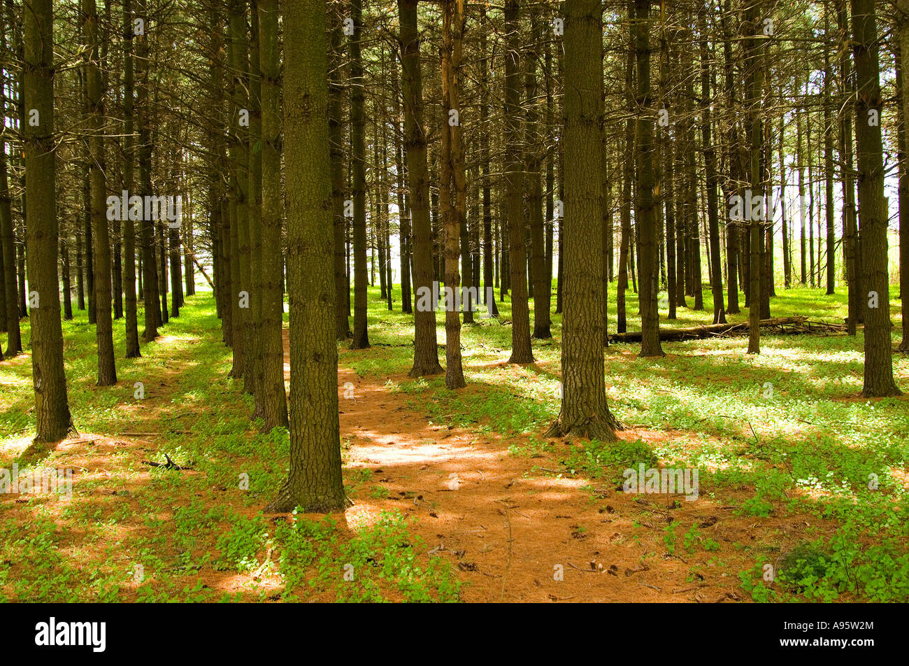 Pine Tree Grove Stock Photo - Alamy