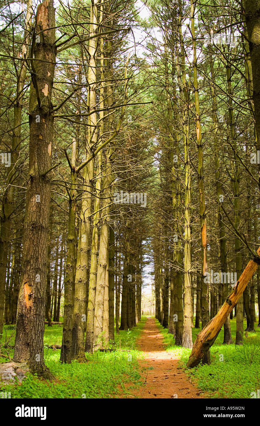 Path through Pine Trees Stock Photo - Alamy