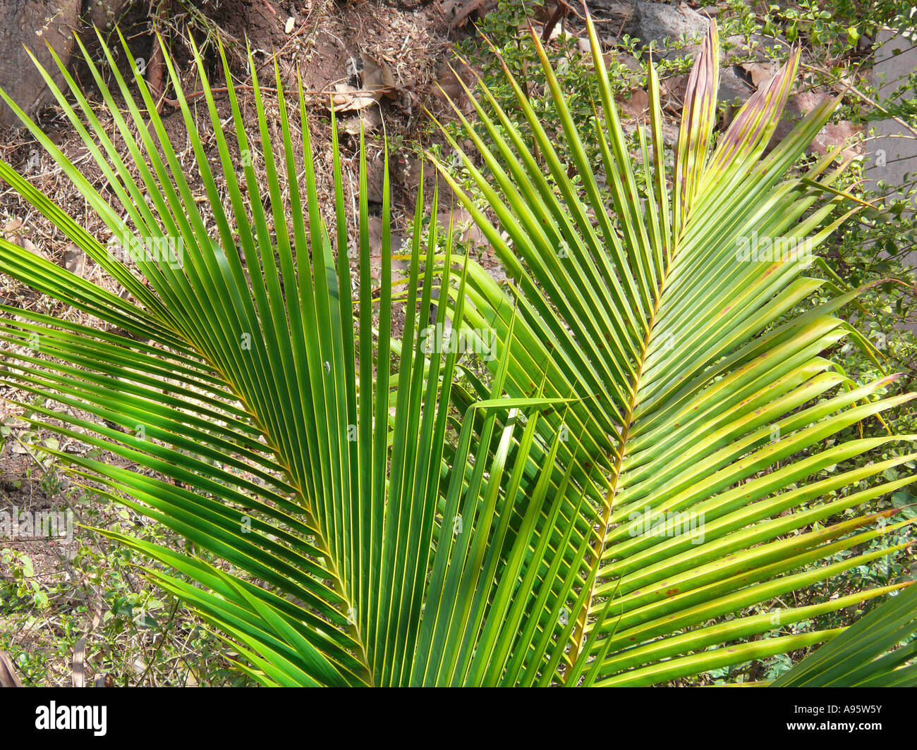 Leaves of coconut cocos nucifera tree pune hi-res stock photography and ...