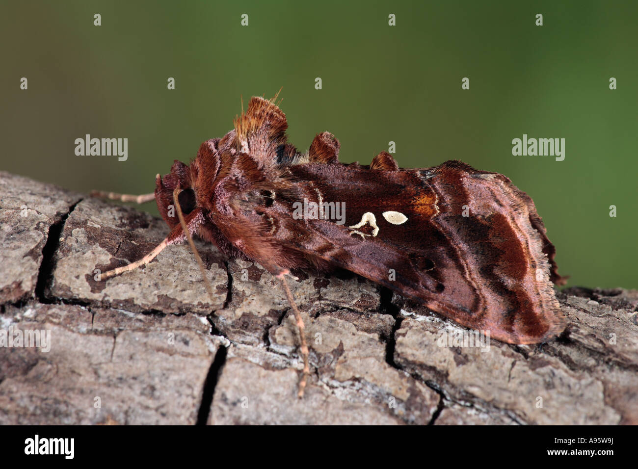 Beautiful Golden Y Autographa pulchrina at rest on log with nice out of ...
