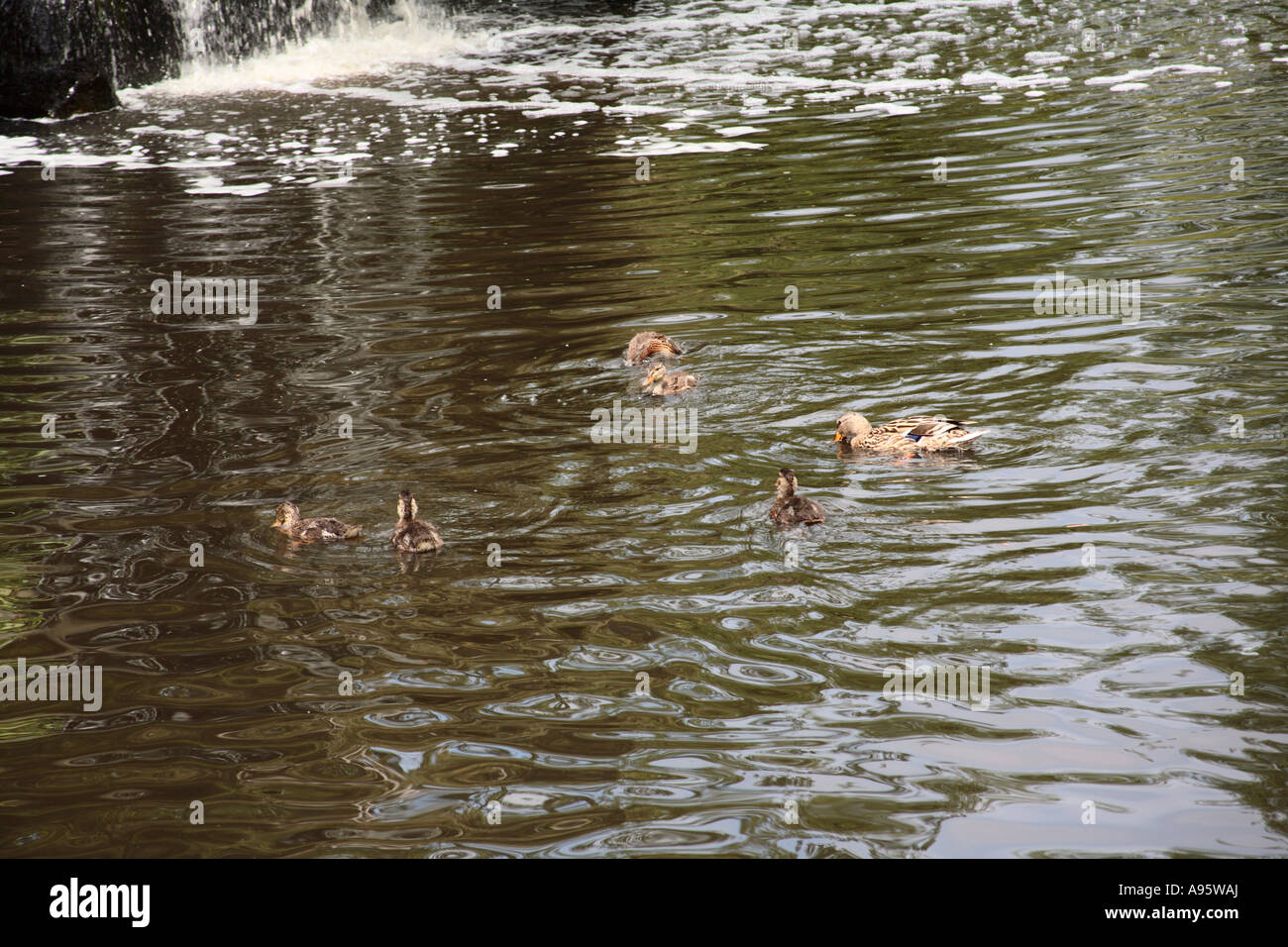 Waterfall of ducks hi-res stock photography and images - Alamy