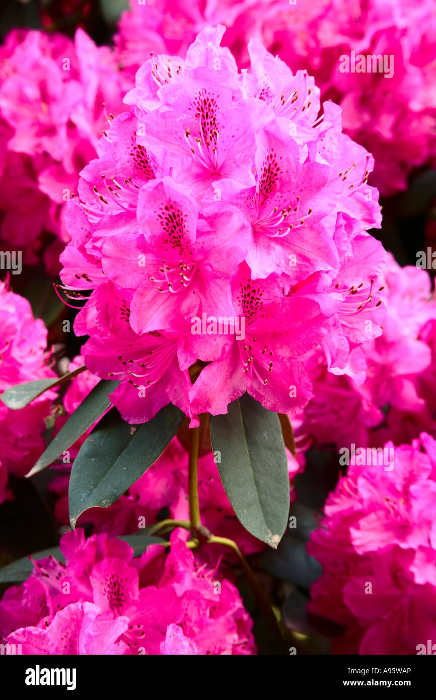 Azalea rhododendron rhododendrons hi-res stock photography and images ...