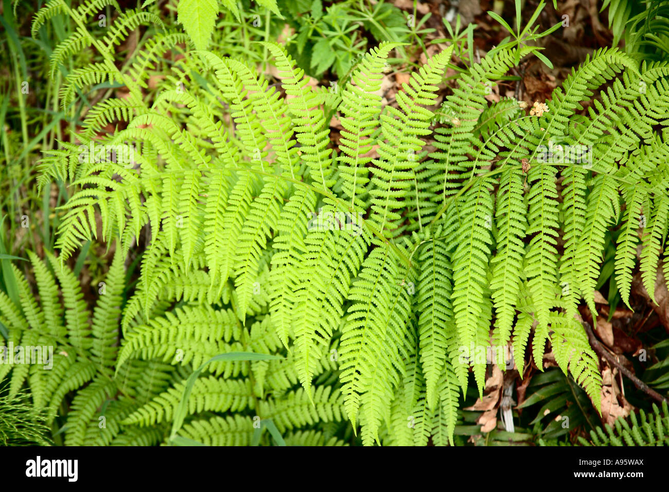 Rain forest ground cover hi-res stock photography and images - Alamy