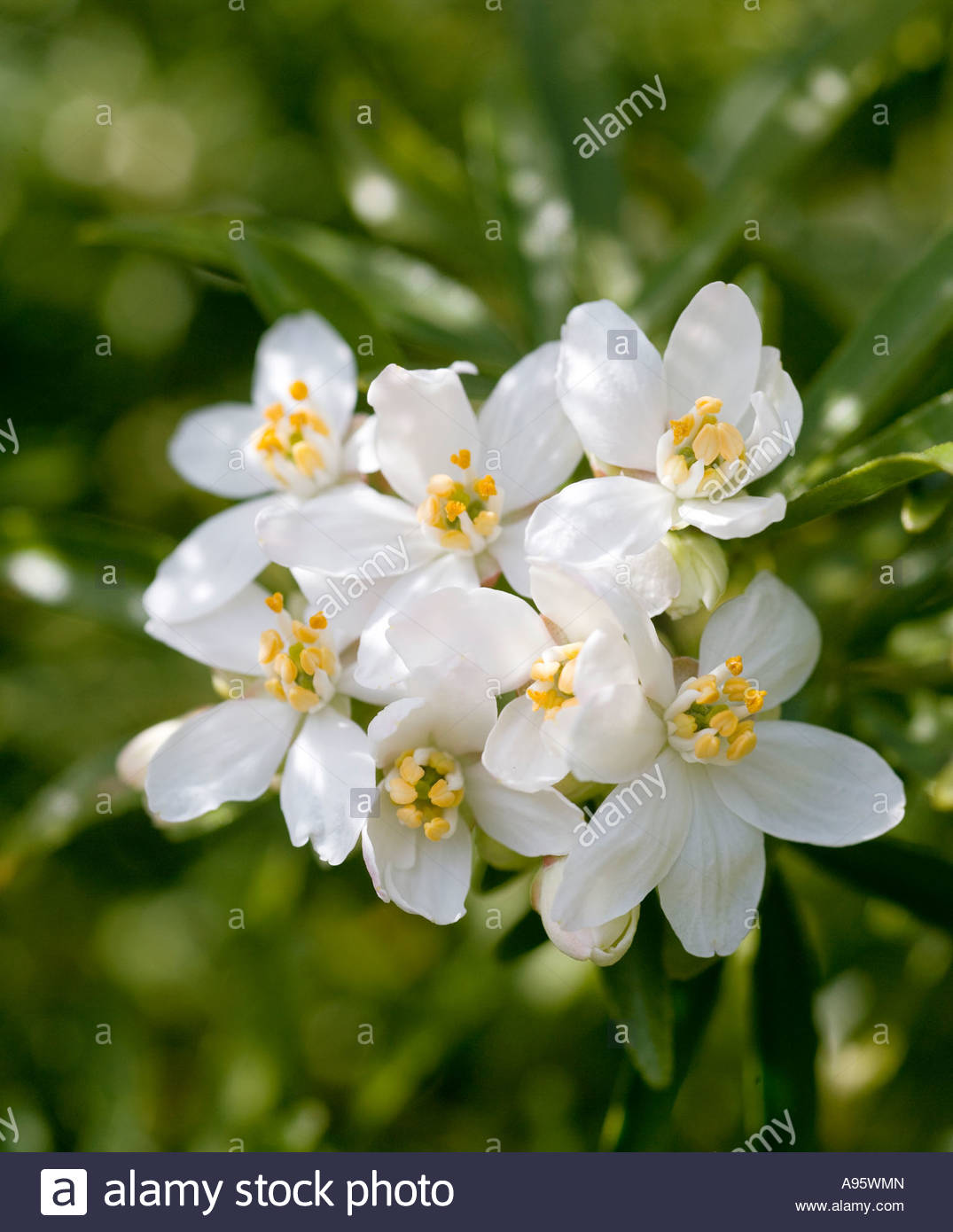 Mexican Orange Blossom Stock Photos & Mexican Orange Blossom Stock ...