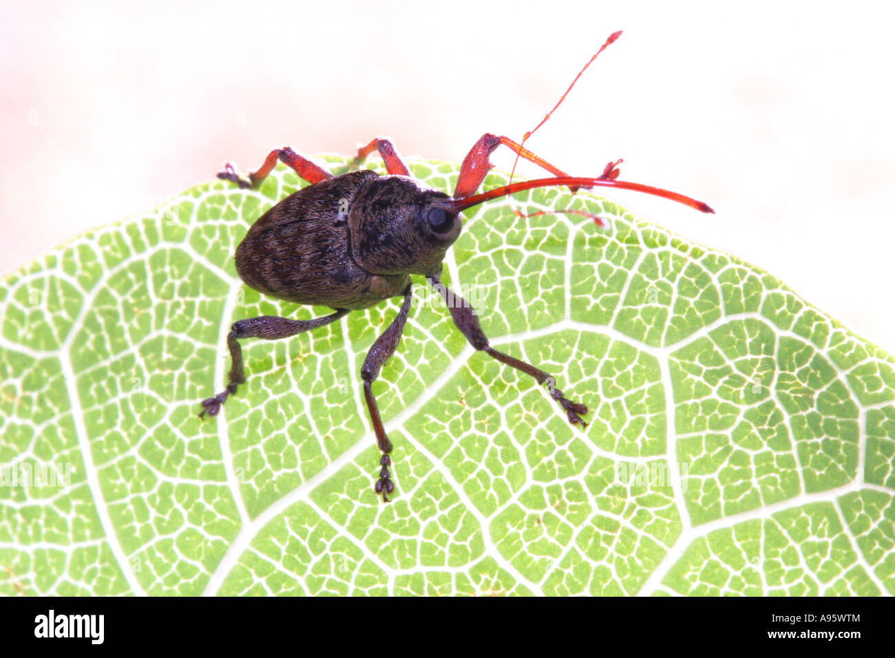 old beech trees in Balkan mountain, near Sliven, Bulgaria Stock Photo ...