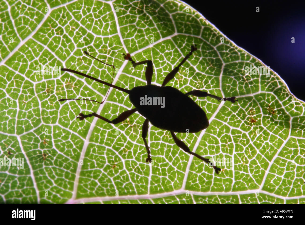 nut weevil cuculo nucum Stock Photo - Alamy