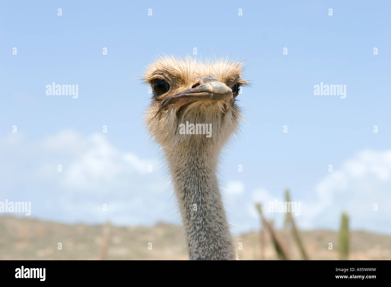 Over sizing hi-res stock photography and images - Alamy