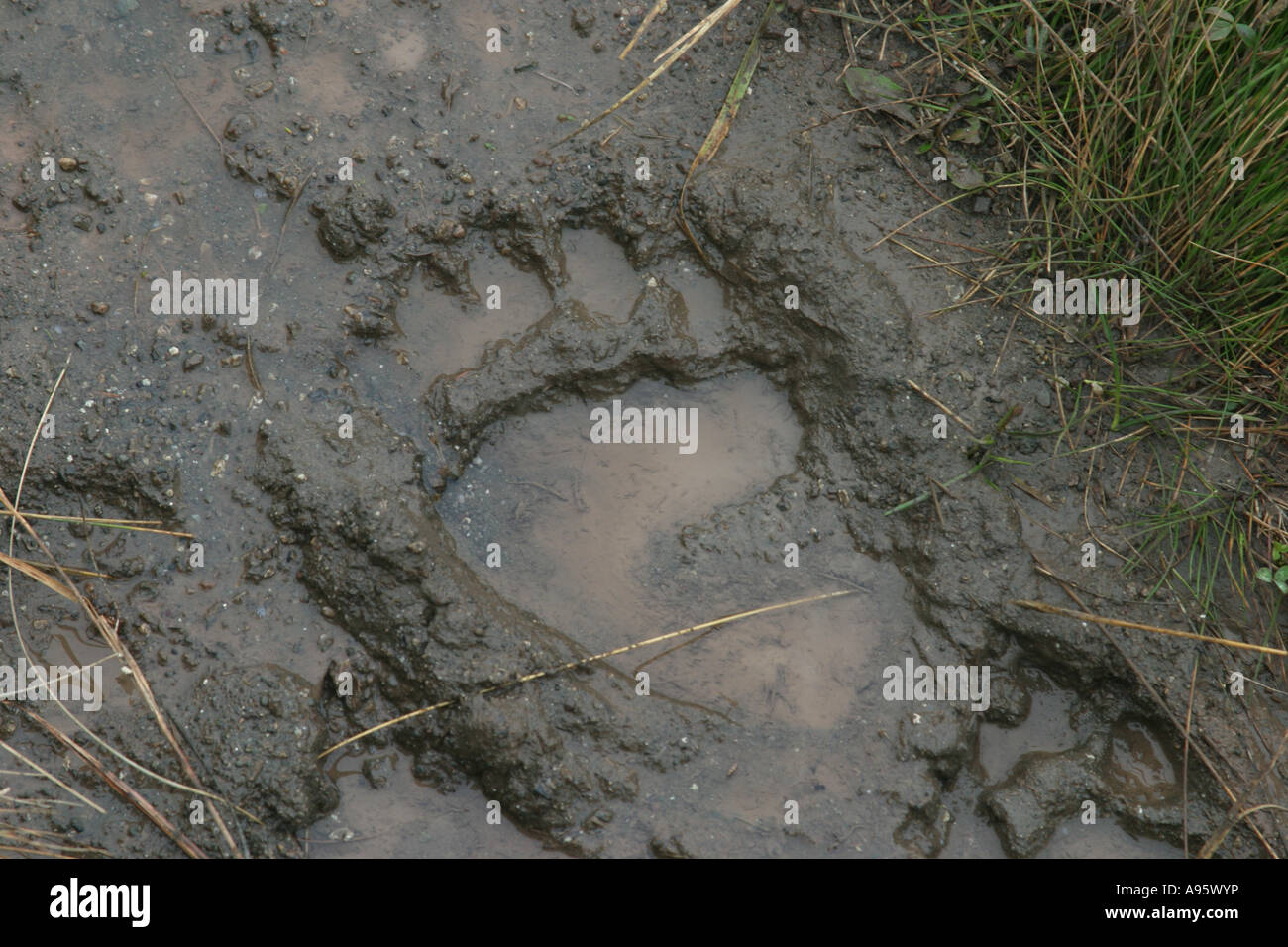 Brown bear footprints hi-res stock photography and images - Alamy