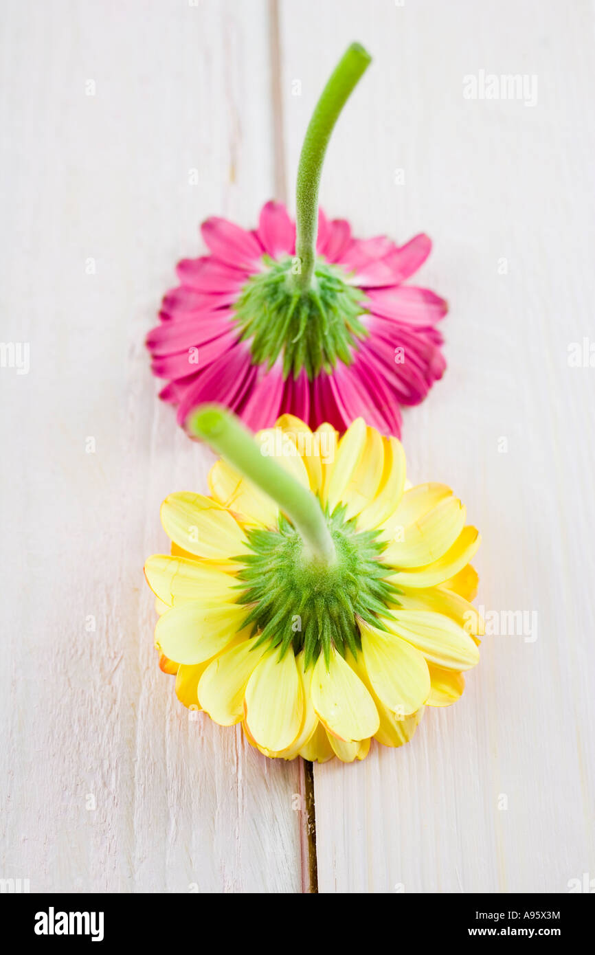 Two gerbera flowers Stock Photo - Alamy