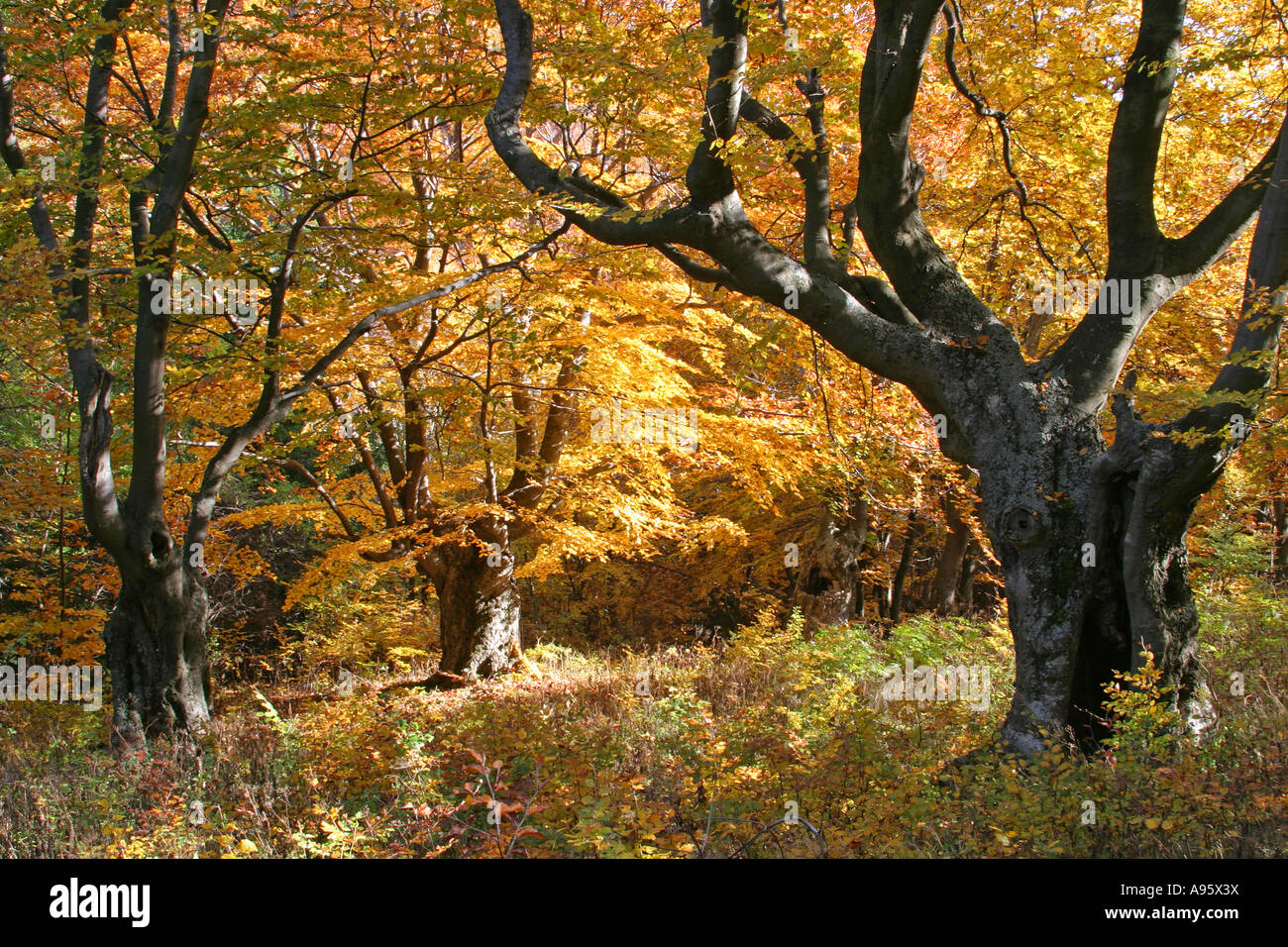 old beech trees in Balkan mountain, near Sliven, Bulgaria Stock Photo ...