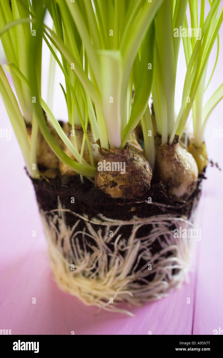 Hyacinth bulb roots hi-res stock photography and images - Alamy
