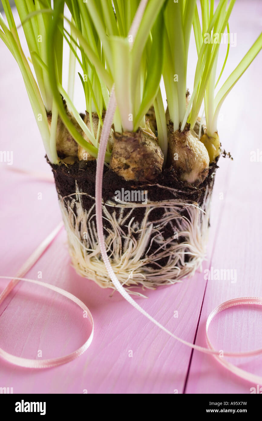 Bulb roots soil hi-res stock photography and images - Alamy
