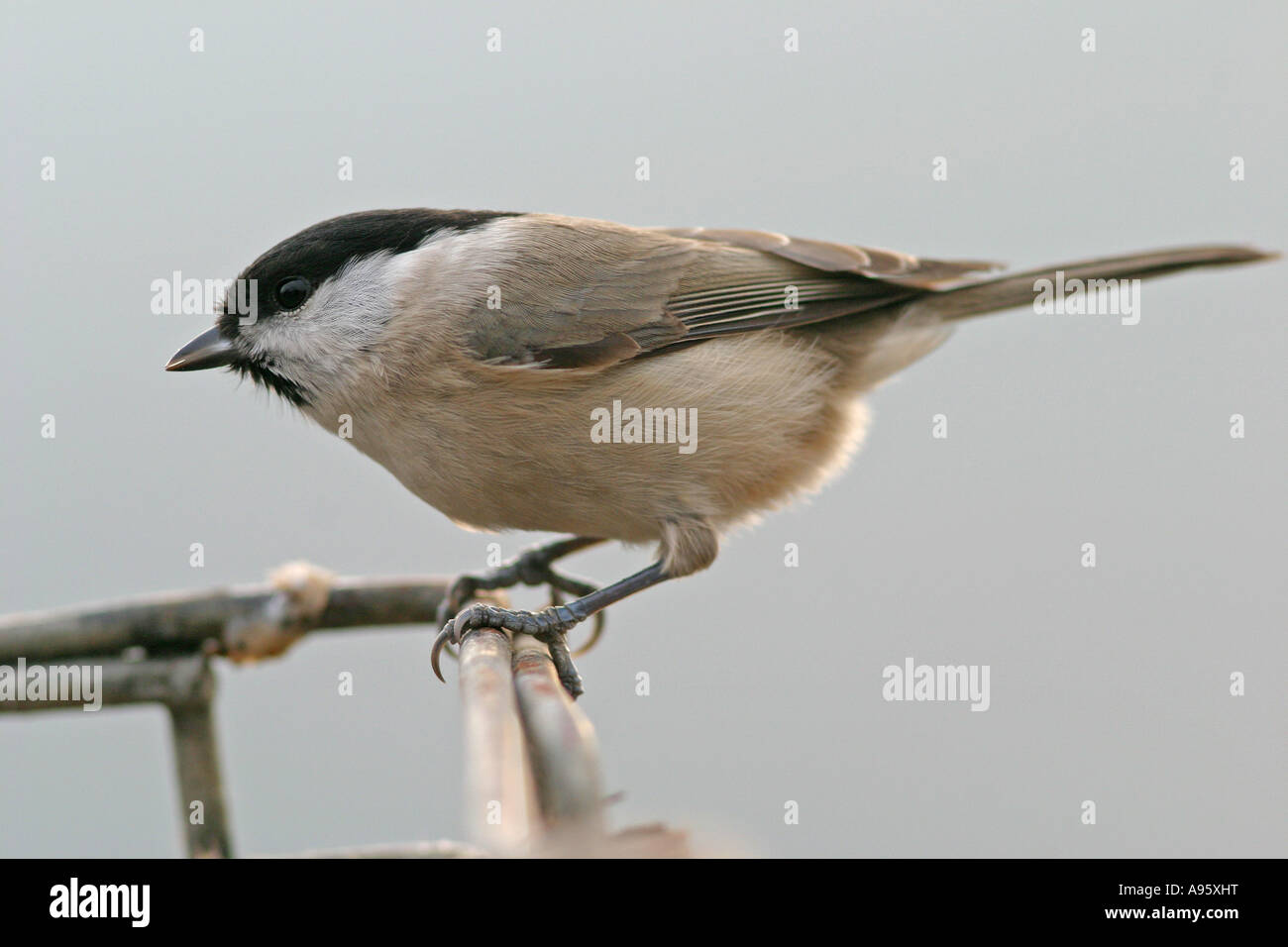 Willow Tit , Parus montanus Stock Photo - Alamy