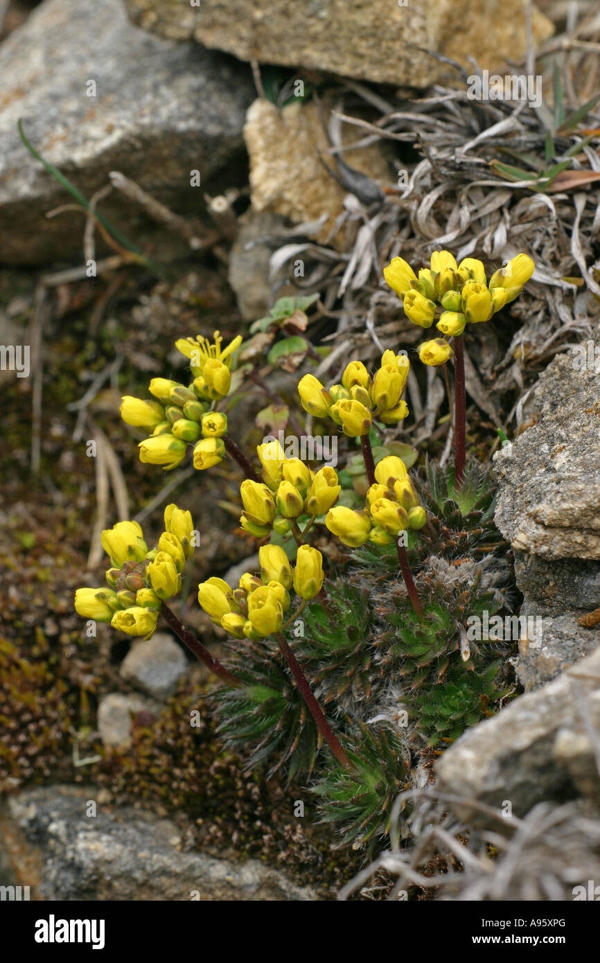 Draba lasiocarpa, whitlow-grass, spring mountain perennial plant, rocky ...