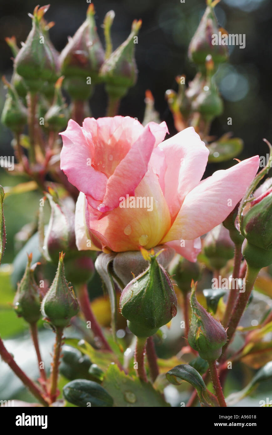 Bunch of rose buds Stock Photo - Alamy