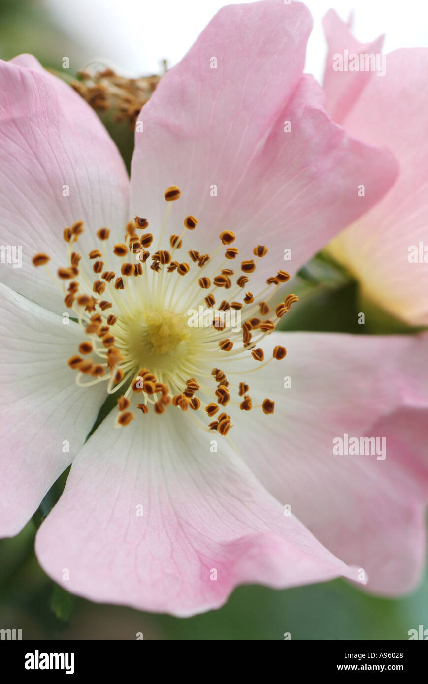pink Hawthorn blossom Stock Photo - Alamy