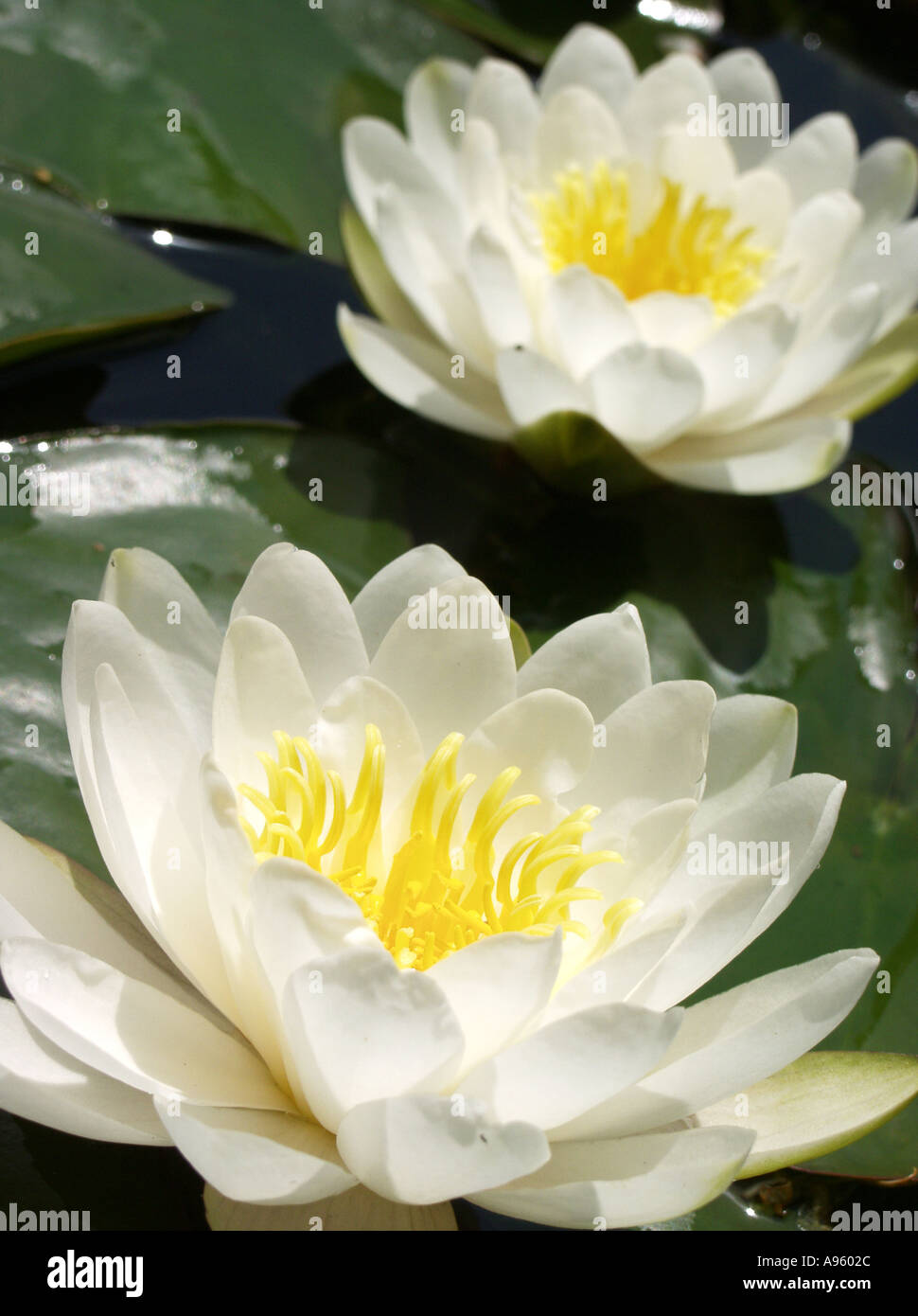Two nymphaea lotus hi-res stock photography and images - Alamy