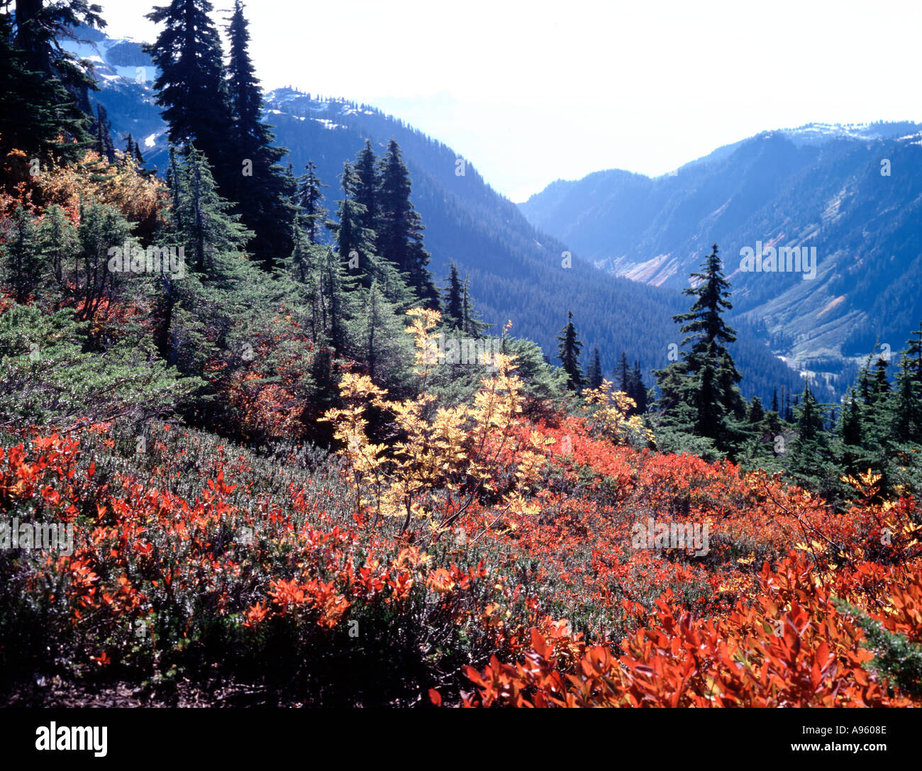 Mount Baker National Forest in Washington North Cascade Range Stock ...