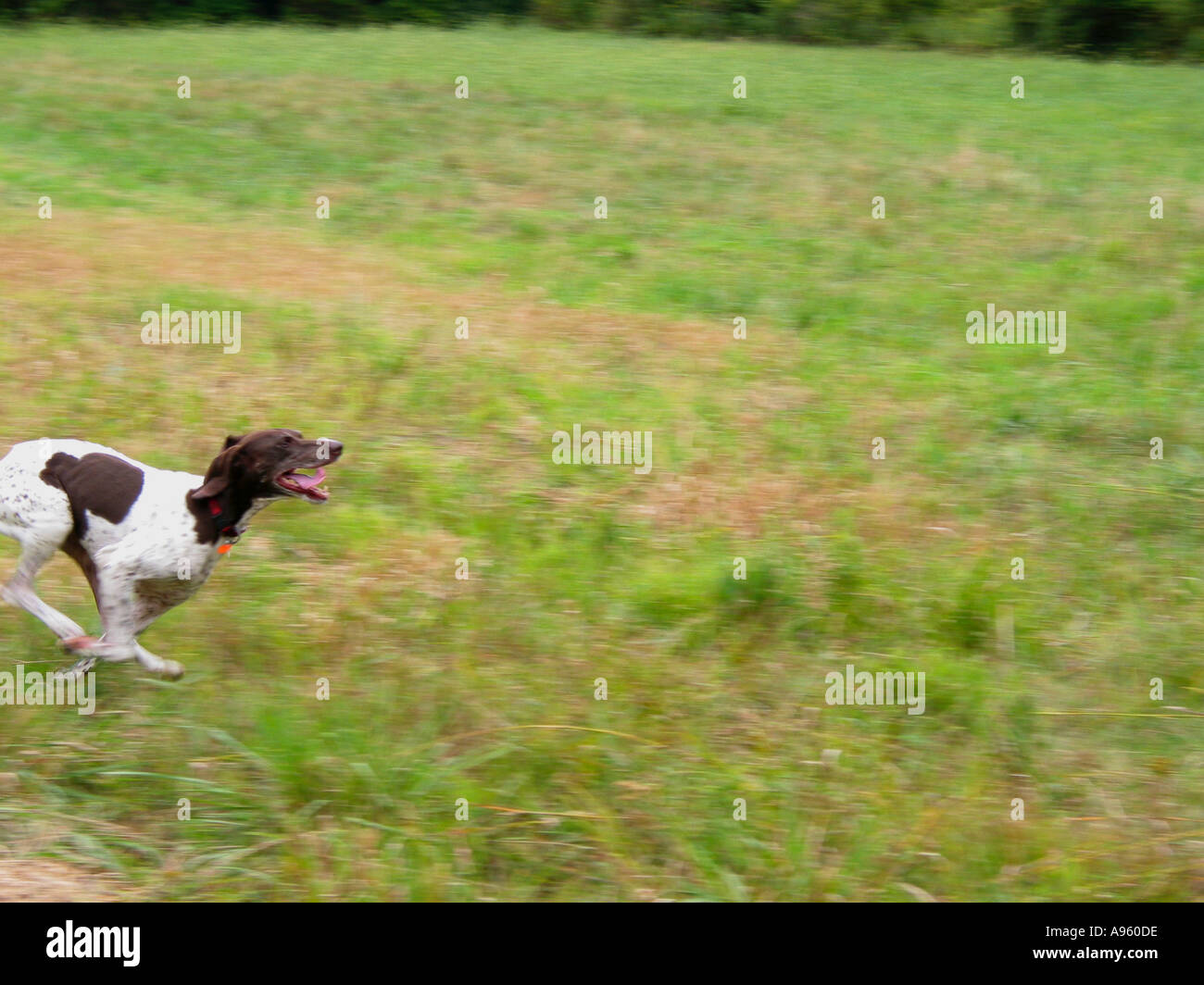 Graceful pointer dog hi-res stock photography and images - Alamy