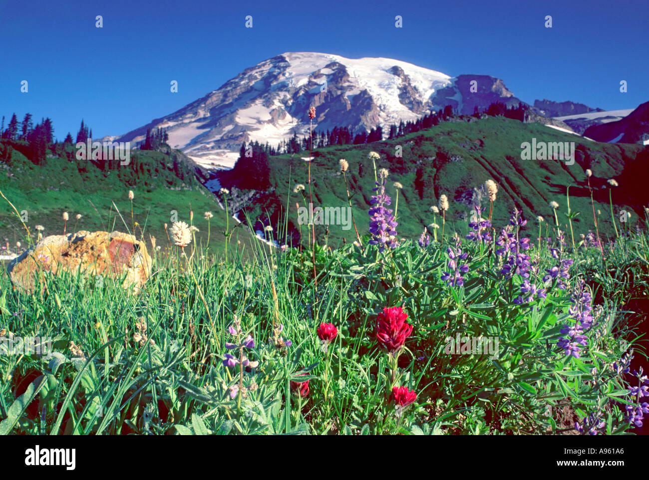 Mt Rainier above Paradise Meadows Stock Photo - Alamy