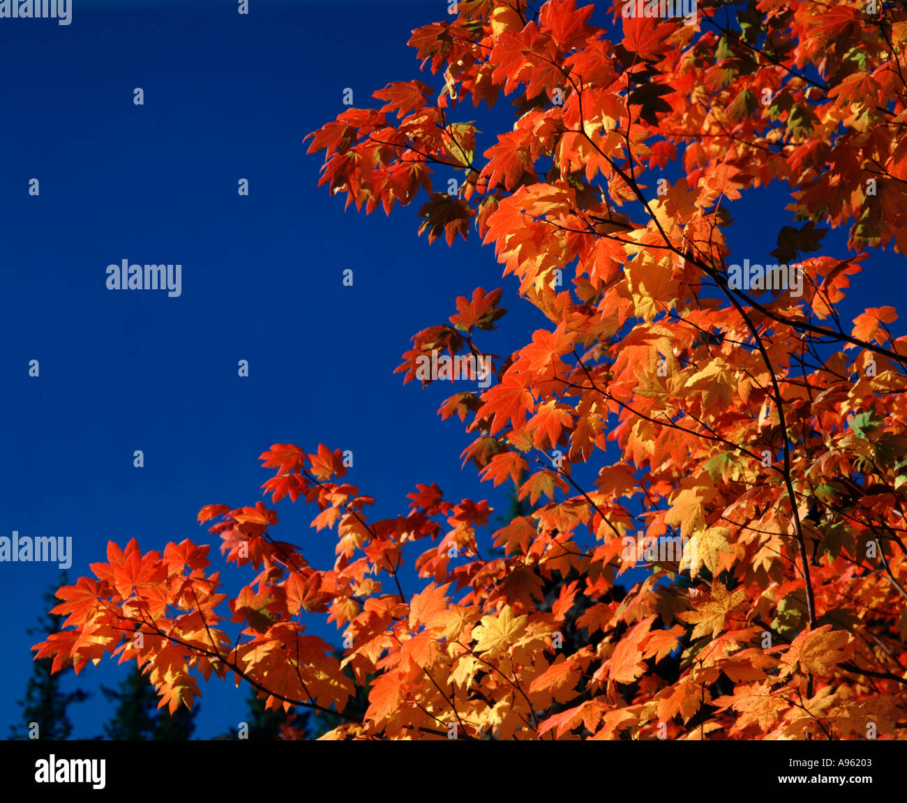 Vine Maple leaves with their autumn coloration against a deep blue sky ...