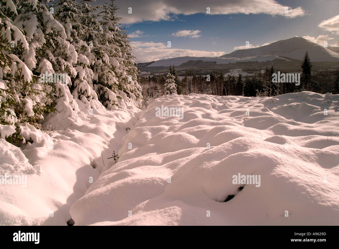 Pine forest after a heavy fall of snow Stock Photo - Alamy