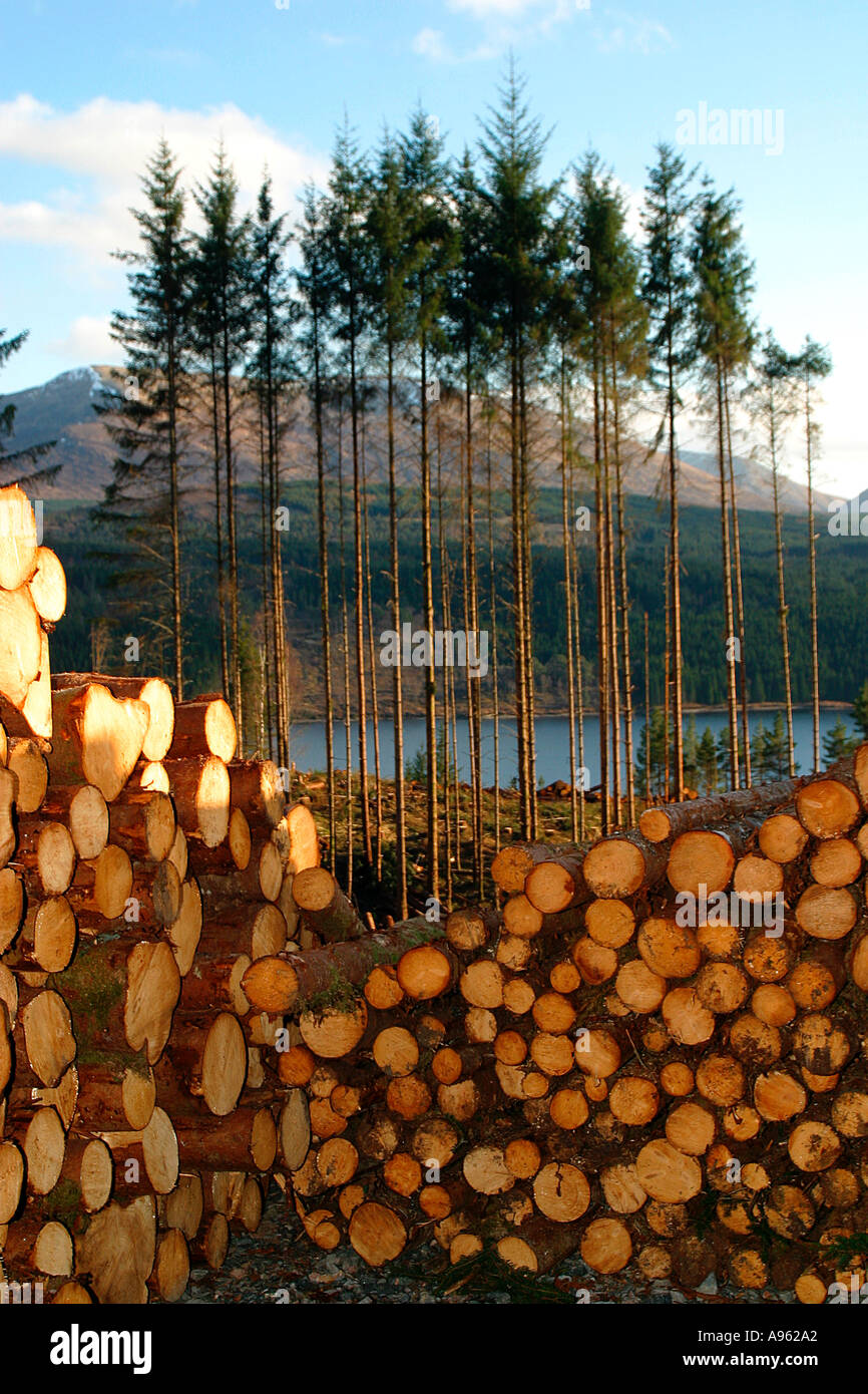 Scottish timber mill hi-res stock photography and images - Alamy