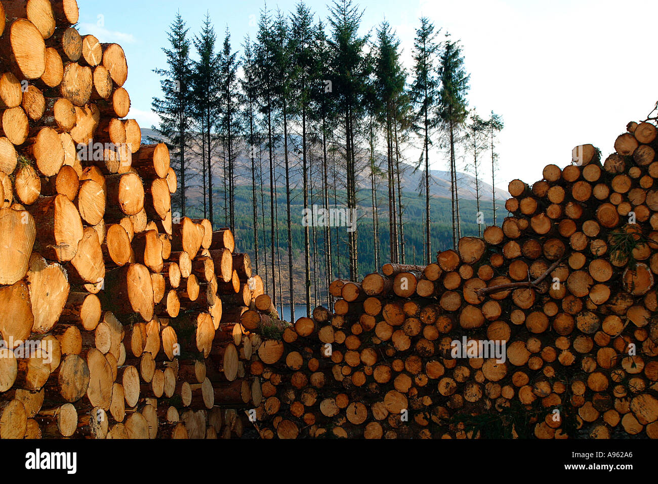 Scottish timber mill hi-res stock photography and images - Alamy