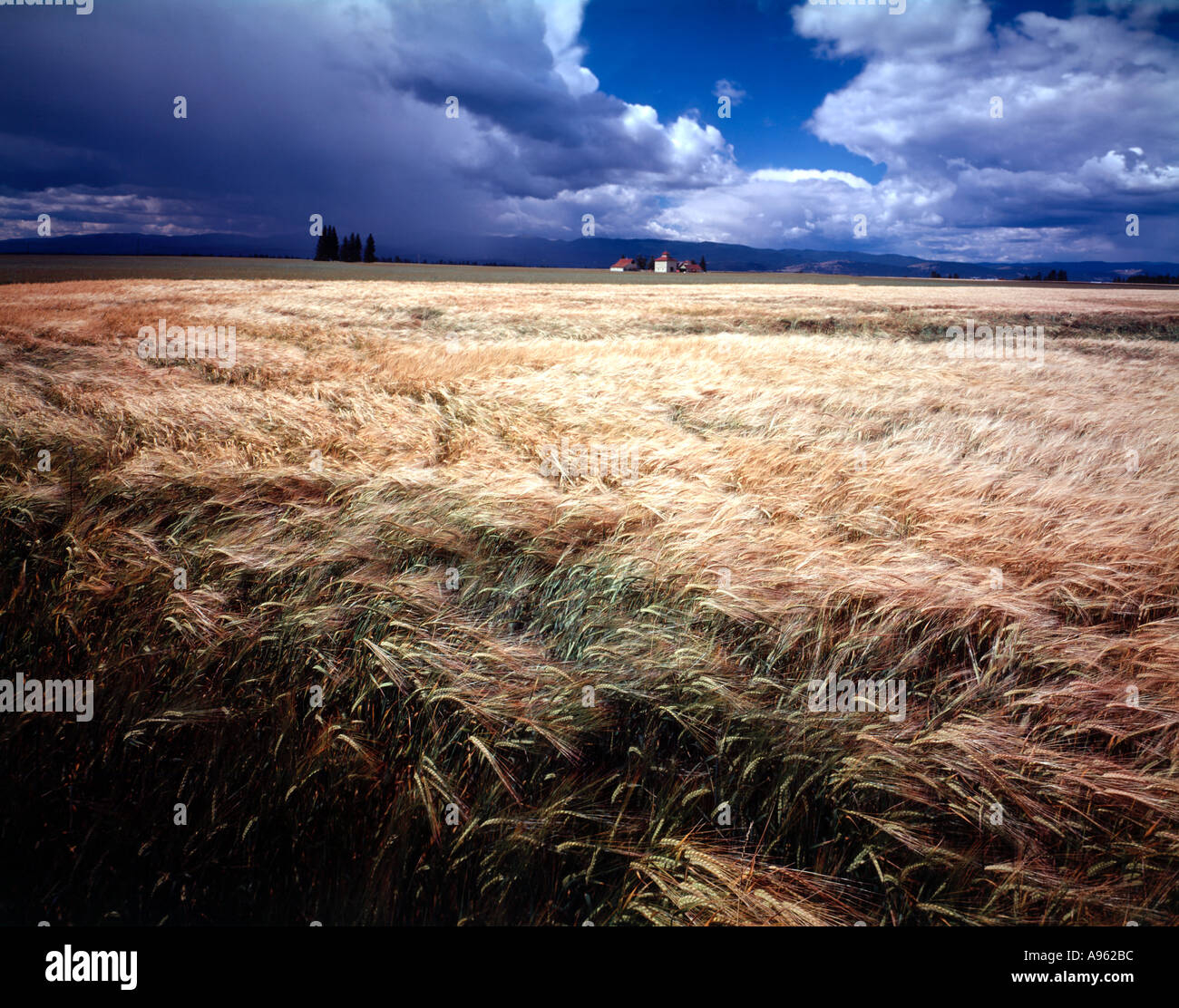 Windblown wheat field hi-res stock photography and images - Alamy