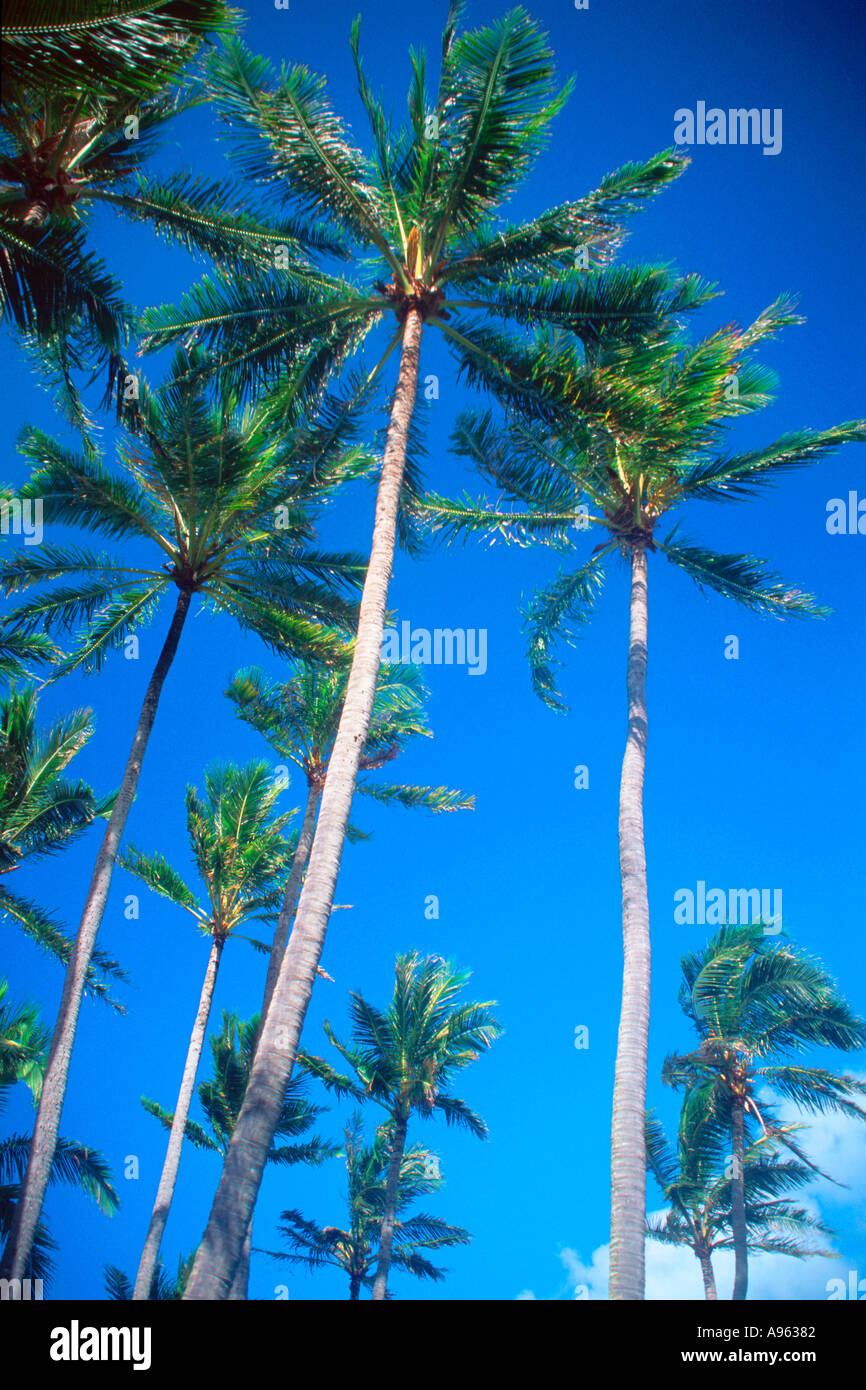 Coconut trees Kaneohe Bay Oahu Hawaii N Pacific Stock Photo - Alamy