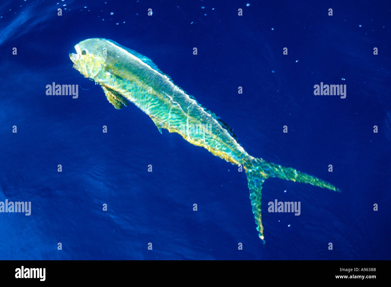 Blue coryphaena hi-res stock photography and images - Alamy