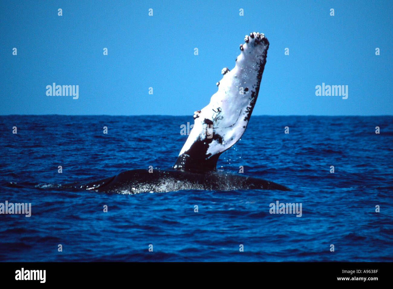 Pectoral fin slap hi-res stock photography and images - Alamy